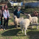 Wool Sheep Farm Experience with Handmade Wool Hat in New Zealand - What to Expect and How to Prepare
