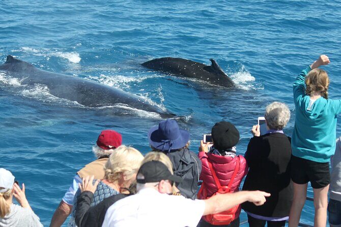 World class Whale Watching from Hervey Bay - Frequently Asked Questions