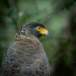 YALA BLOCK 5 & 6 (Weheragala & Lunugamwehera) Safari Tours - Exploring the Itinerary: What to Expect on Your Safari