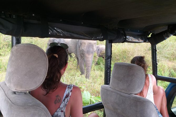 Yala half day safari - An In-Depth Look at the Yala Safari Experience