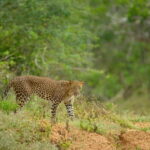Yala Jeep Safari: Tour from Colombo/Pasikudah/Ella/Bentota - Final Thoughts
