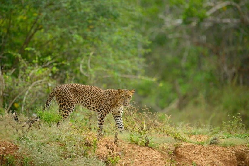 Yala Jeep Safari: Tour from Colombo/Pasikudah/Ella/Bentota - Final Thoughts