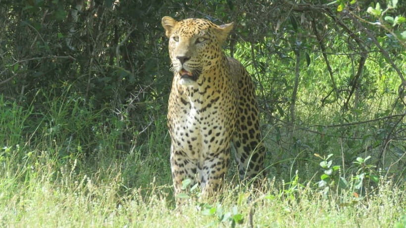 Yala National Park 4*4 Leopard Safari Tour - The Itinerary: What to Expect