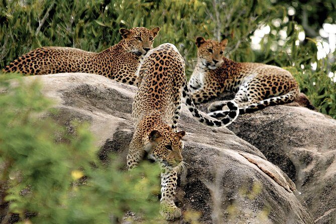Yala National Park Entrance Ticket with Private Safari - What to Expect from the Tour
