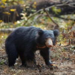 YALA National Park - HALF DAY or FULL DAY TOUR - Who This Tour Is Best For