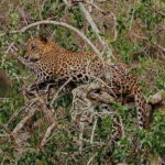 Yala National Park: Morning or Afternoon Game Drive - The Itinerary: What to Expect
