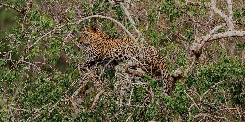 Yala National Park: Morning or Afternoon Game Drive - The Itinerary: What to Expect