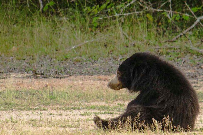 Yala National Park Safari from Weligama - The Experience: What to Expect on the Tour