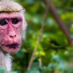 Yala National Park - Safari Tour with Hotel / Accommodation - Why This Tour Offers Great Value