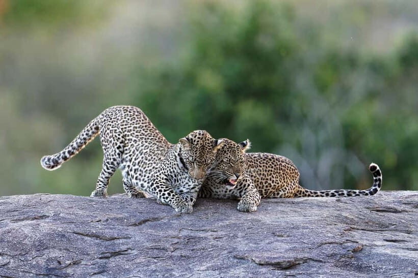 Yala National Park Safari Tours: Morning/Evening/Full Day - Who Will Enjoy This Safari?