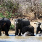 Yala: Private Safari Day Trip with Lunch & Entry Fees - A Closer Look at the Safari Experience