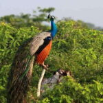 Yala Private Safari - Half Day or Full Day with Picnic Lunch - Who Would Love This Safari?