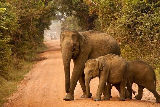 Yala Safari Private Day Tour From Kaluthara/Beruwala/Bentota/Kosgoda/Ahungalla - Who Should Consider This Tour?