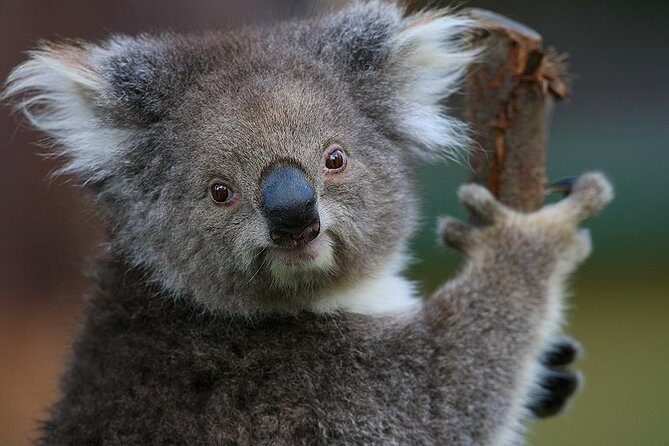 Yarra Valley Wildlife & Wine Day Tour with Healesville Sanctuary - Practical Details & Tips