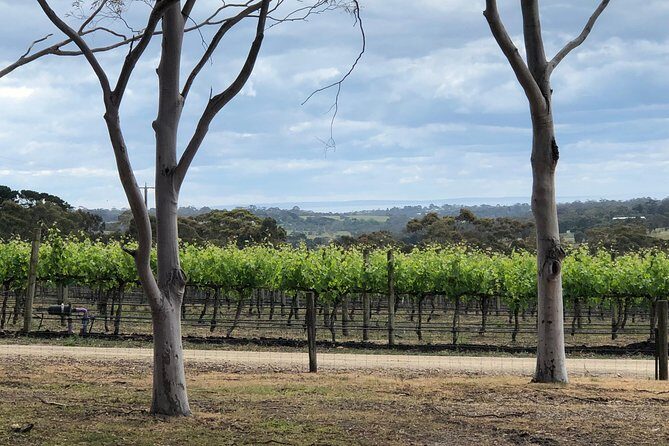 Yarra Valley Wine Tour inc lunch with a glass of wine, tastings and chocolate - What’s Included and How It Adds to Value
