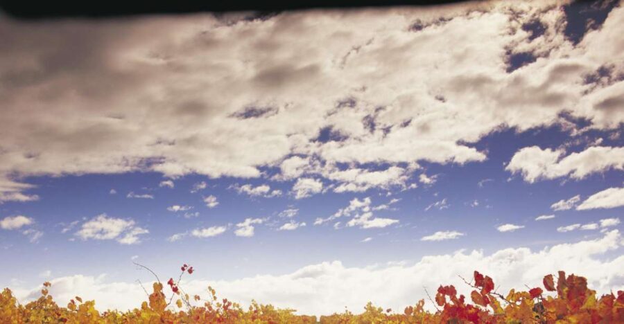 Yarra Valley: Winery Tour with Lunch at Yering Station - The Overall Experience: Value, Comfort, and Authenticity