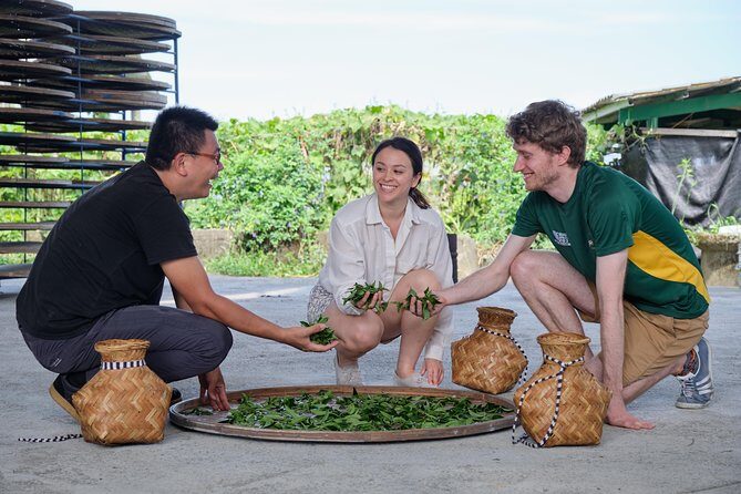 Yilan Rural Tea Picking Experience from Taipei City - Value and Practicalities