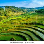 YOGYAKARTA; EXPLORE SELOGRIYO RICE FIELDS & MENDUT TEMPLE. - Who Should Consider This Tour?