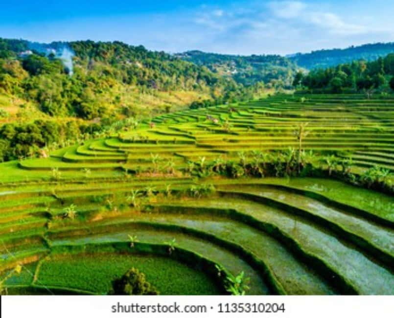 YOGYAKARTA; EXPLORE SELOGRIYO RICE FIELDS & MENDUT TEMPLE. - Who Should Consider This Tour?