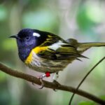 Zealandia by Day Tour - The Guided Walk: What to Expect
