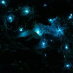 Zealandia by Night Tour - Authentic Experiences and What You’ll Take Away
