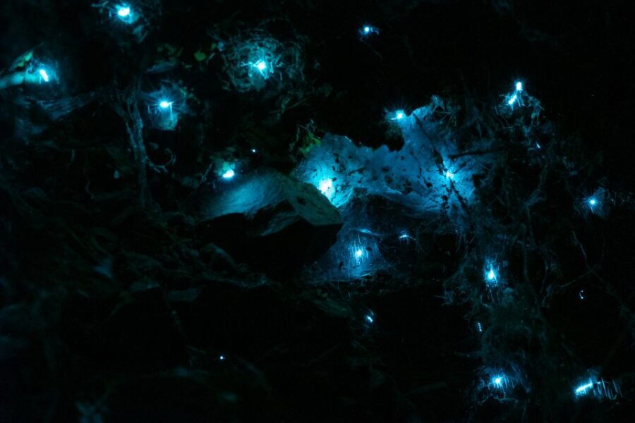 Zealandia by Night Tour - Authentic Experiences and What You’ll Take Away