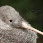 Zealandia Small Group Eco Wildlife Night Tour - What to Expect During the Tour