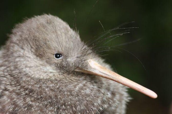 Zealandia Small Group Eco Wildlife Night Tour - What to Expect During the Tour