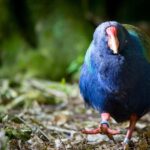 Zealandia Twilight Ecosanctuary Tour - The Sum Up: Who Is This Tour Best For?