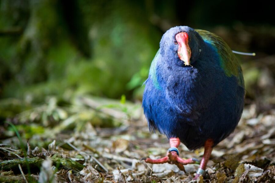 Zealandia Twilight Ecosanctuary Tour - The Sum Up: Who Is This Tour Best For?