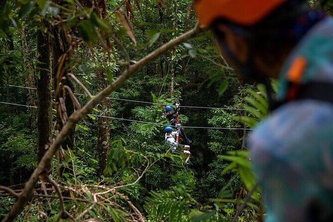 Ziplining Cape Tribulation with Treetops Adventures - Discovering Cape Tribulation from the Canopy