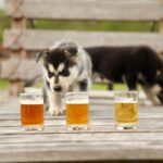 1.5-Hour Beer and Puppies Guided Experience in Fairbanks - The Value of the Experience