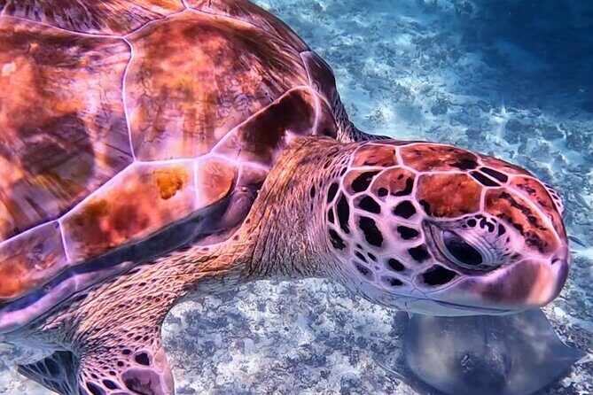 1.5 hours Snorkeling at Tulum's paradise reef - Who Will Love This Tour?