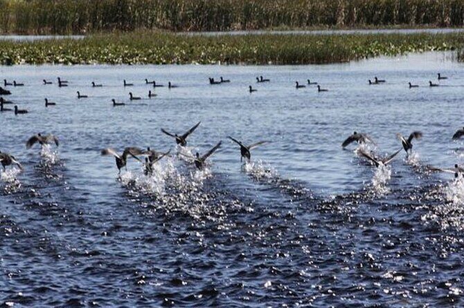 1 Hour Florida Everglades Wildlife Tour - Final Thoughts