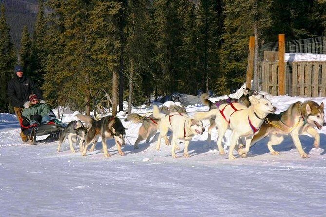 1 hour Winter Dog Sledding in Fairbanks - The Itinerary: What to Expect