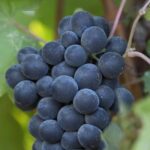 10-Hour Napa Valley Wine Tasting Tour Customized Private Tours - How the Tour Works: From Pickup to Wine