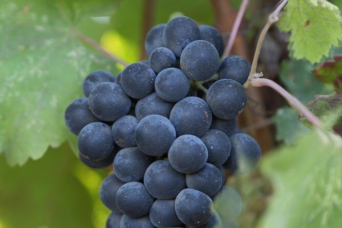 10-Hour Napa Valley Wine Tasting Tour Customized Private Tours - How the Tour Works: From Pickup to Wine