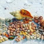 10K Islands Private Shelling Tour - Who Should Consider This Tour?