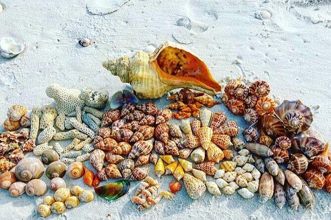 10K Islands Private Shelling Tour - Who Should Consider This Tour?