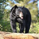 15 min. Tadoussac : Black Bear Observation with Expert Guide - Exploring the Experience in Detail