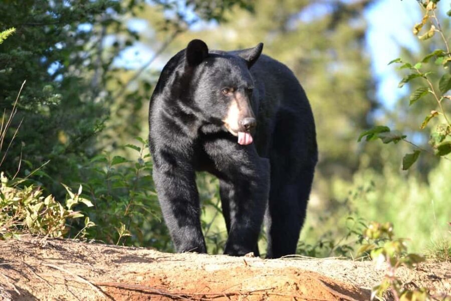 15 min. Tadoussac : Black Bear Observation with Expert Guide - Exploring the Experience in Detail