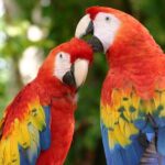 2 Day Combo Tour, Xcaret, Xel-Ha, Xplor and Chichen Itza Option - Practical Details and Tips