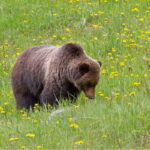 2-Day Private Tour: Banff Lake Louise Columbia Icefield Tour - The First Day: Banffs Highlights