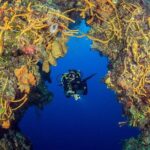 2 dives in Cozumel (for certified divers only) - Why This Tour Stands Out
