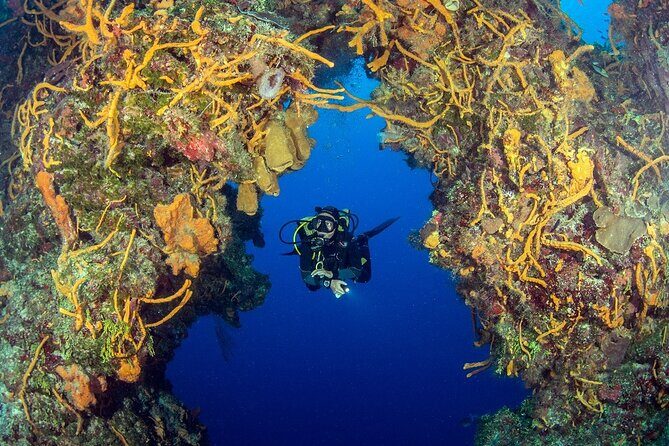 2 dives in Cozumel (for certified divers only) - Why This Tour Stands Out