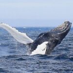 2 Hour Award-Winning Whale and Seabird Boat Tour from St. John's - Who Will Find This Tour Most Valuable?
