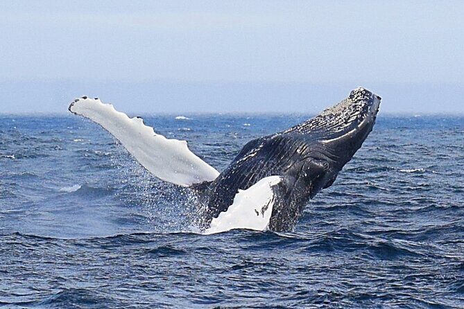 2 Hour Award-Winning Whale and Seabird Boat Tour from St. John's - Who Will Find This Tour Most Valuable?