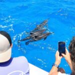 2 Hour Big Island Dolphin Watching and Sea Turtle Snorkel Tour - Real Voices: What Travelers Say