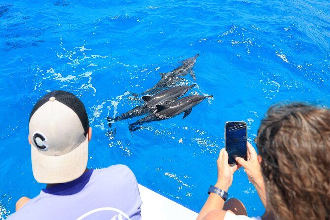2 Hour Big Island Dolphin Watching and Sea Turtle Snorkel Tour - Real Voices: What Travelers Say