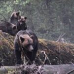 2 Hour Custom Wildlife and Historical Tour - The Guides Make the Difference